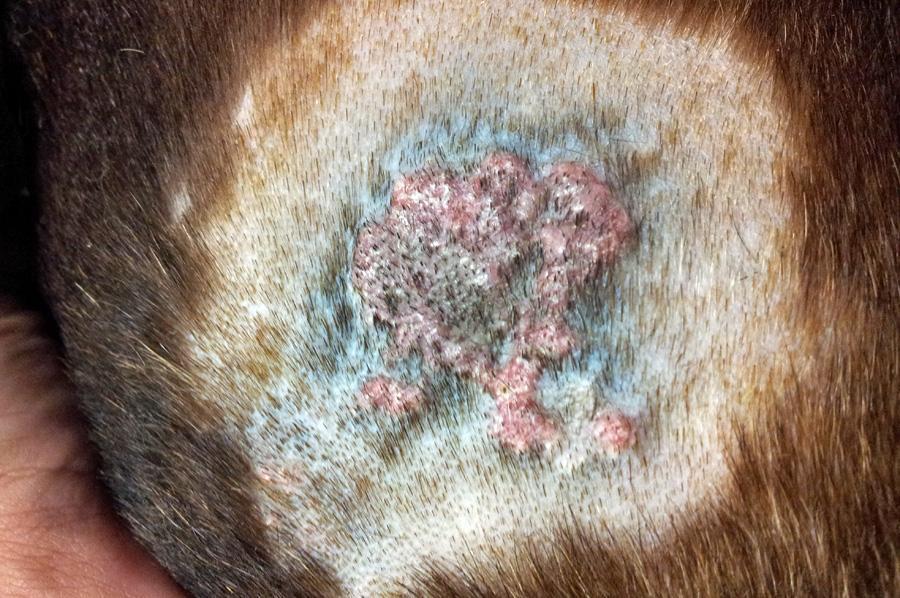Calcinosi cutanea nel cane: sintomi, cause e terapia (con immagini)