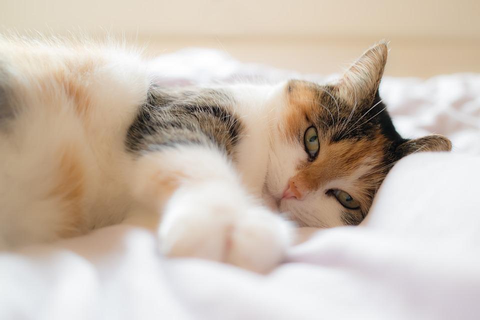 Perché i gatti fanno le fusa? - 6 ragioni e significato!