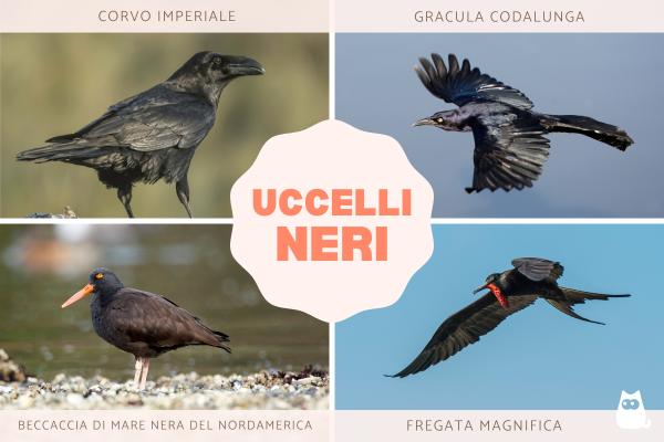 Uccelli neri: Nomi e caratteristiche (con immagini)
