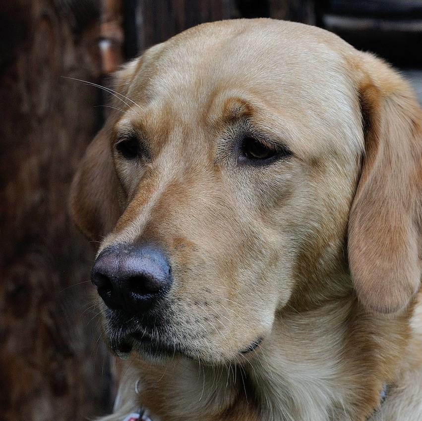 Nomi per cani Labrador