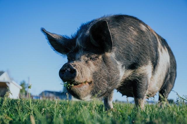 TUTTO sull'alimentazione del maiale