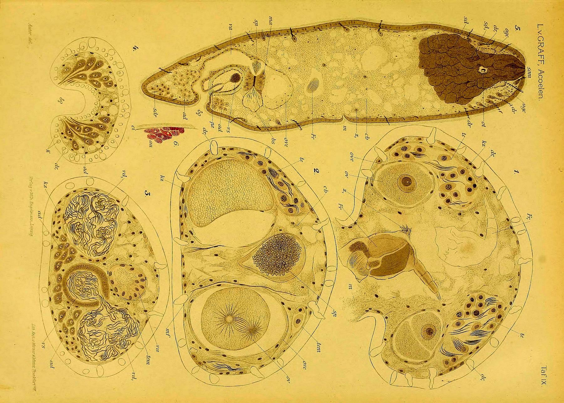 Animali invertebrati: 9 esempi - LISTA CON NOMI e CLASSIFICAZIONE