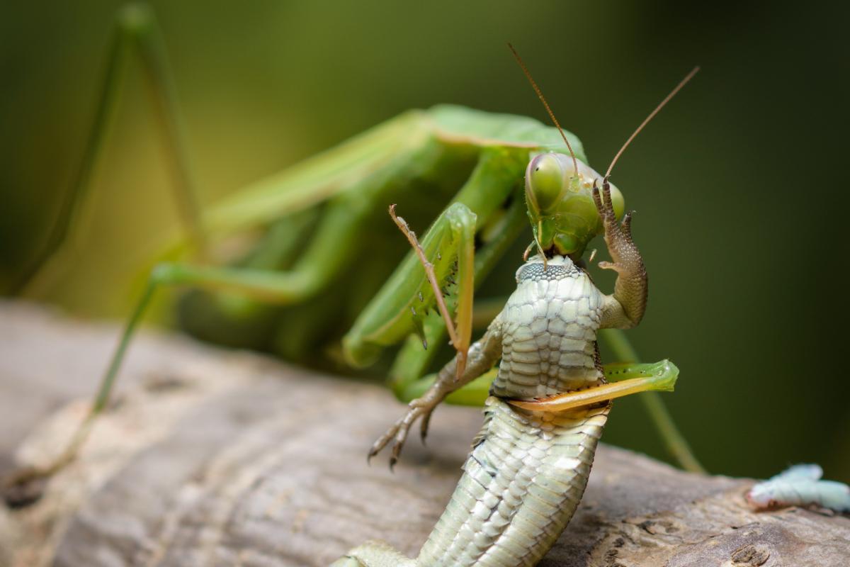 Cosa mangia la mantide religiosa? - È carnivora!