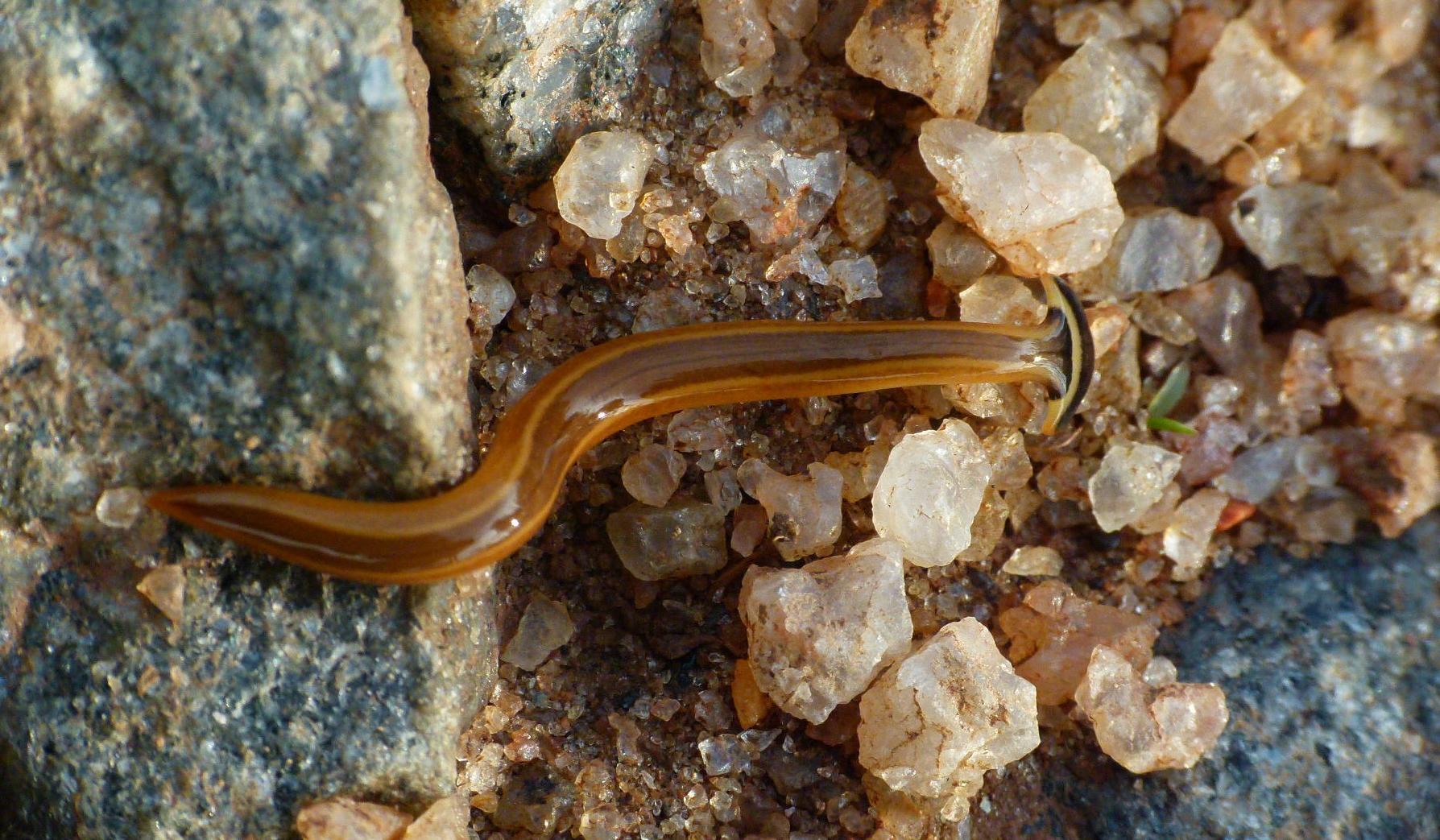 Animali invertebrati: 9 esempi - LISTA CON NOMI e CLASSIFICAZIONE