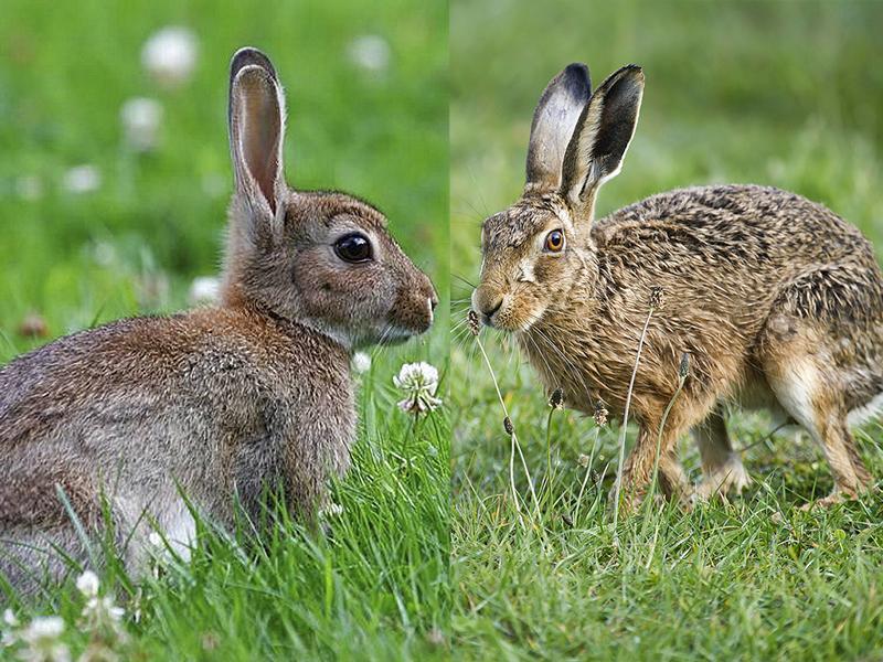 Differenza tra lepre e coniglio: tipi, habitat e riproduzione