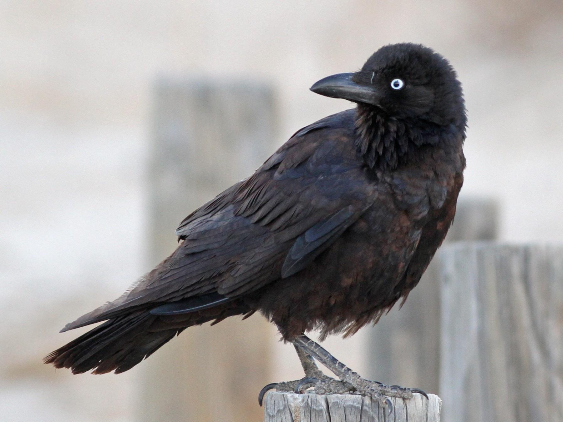 Tipi di corvi - Lista con FOTO