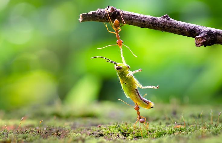 Cosa mangiano le formiche? GUIDA sulla loro alimentazione