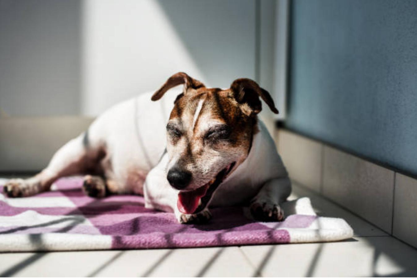 Leventa per il cane: dosaggio, come darlo e effetti collaterali