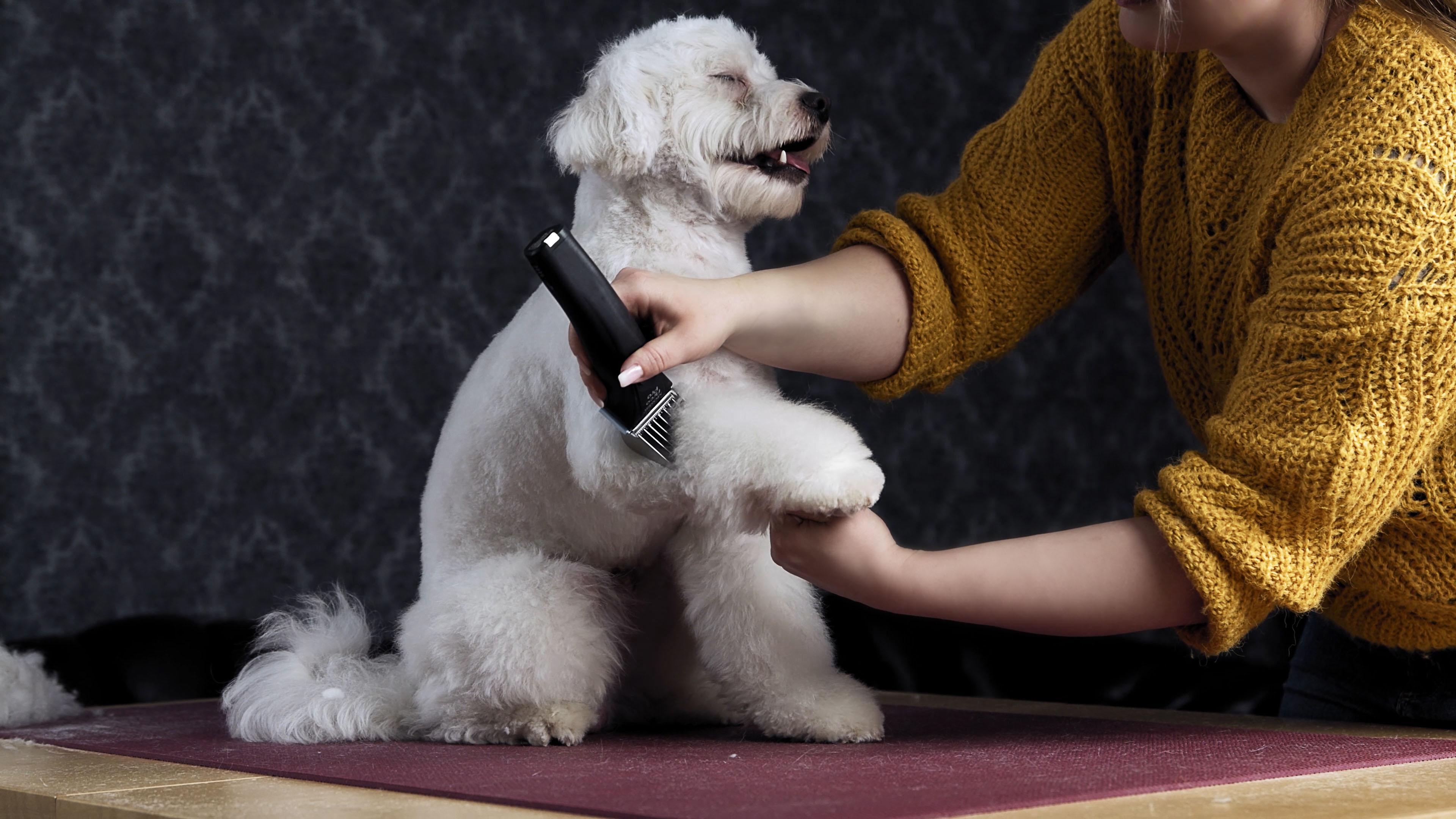 Tagliare il pelo al cane: 6 BENEFICI - Vantaggi e consigli su come ...