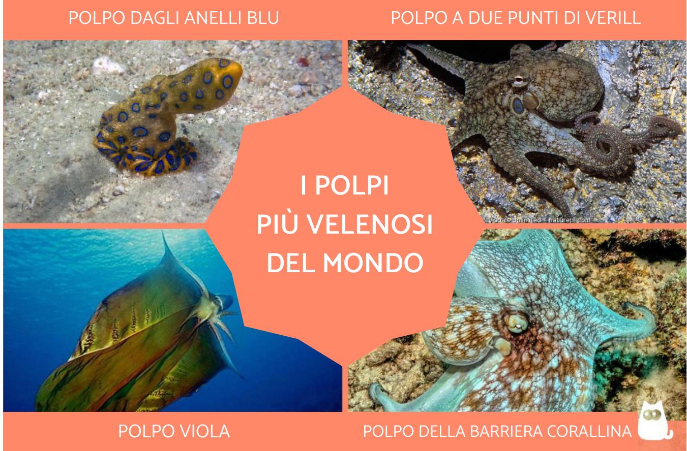I 10 polpi più velenosi del mondo - Nomi con immagini!