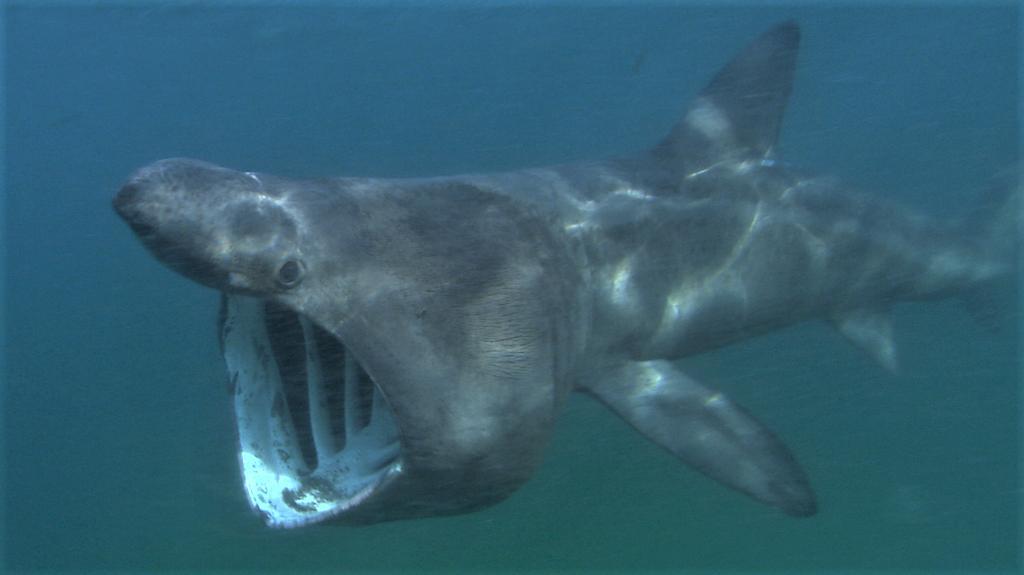 Tipi di squali: specie di squali e caratteristiche, con FOTO