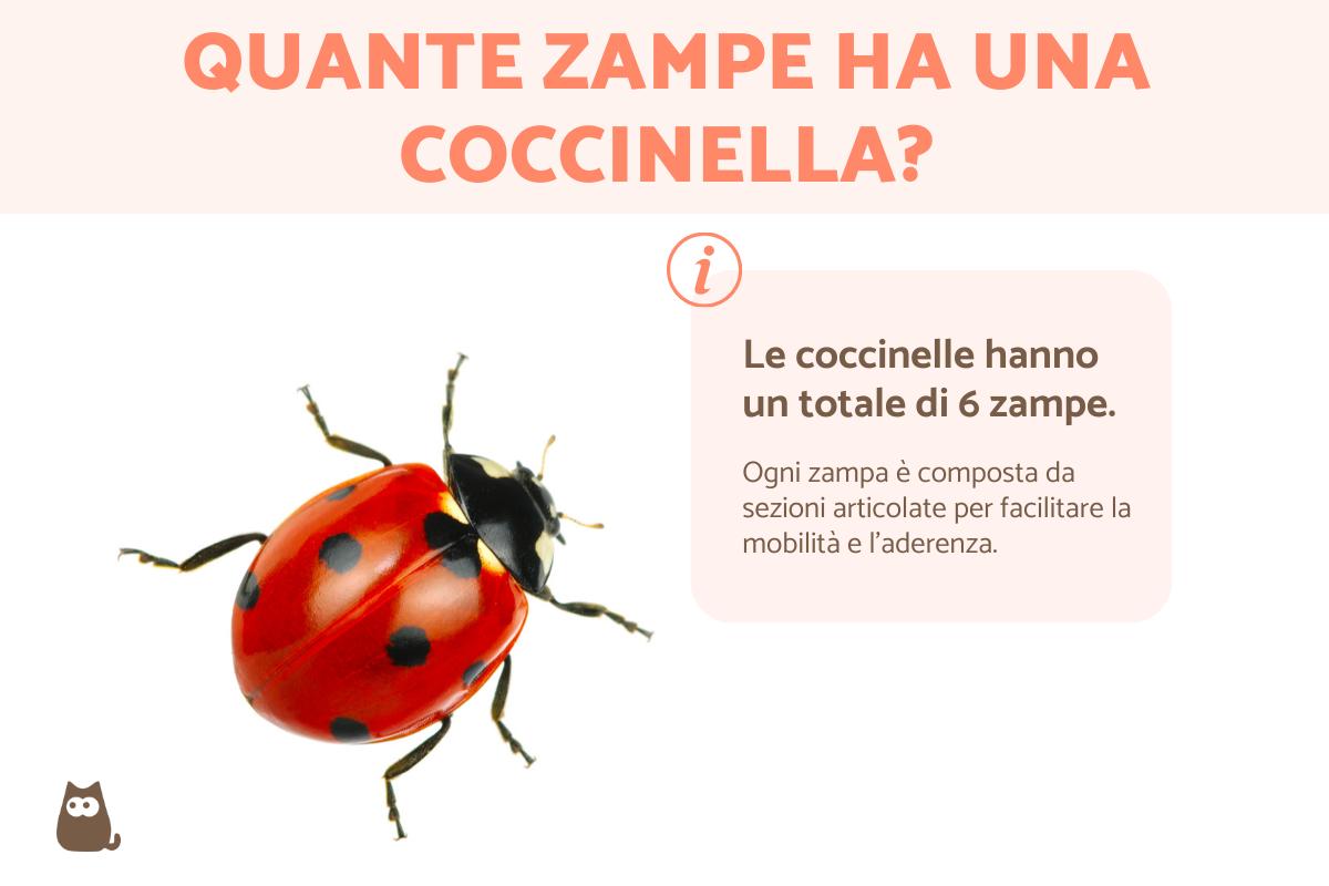Quante zampe ha la coccinella? - 6 ZAMPE!