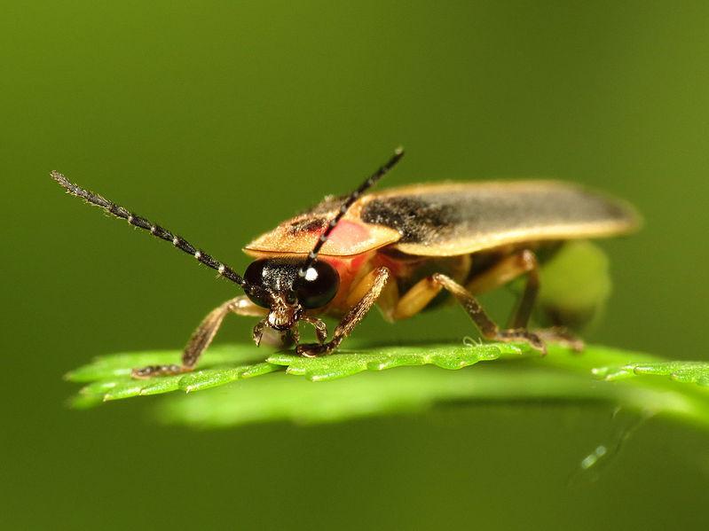 Tipi di scarabei - Caratteristiche e nomi (Con FOTO)