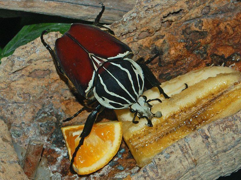 Tipi di scarabei - Caratteristiche e nomi (Con FOTO)