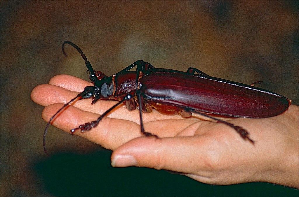 Tipi di scarabei - Caratteristiche e nomi (Con FOTO)