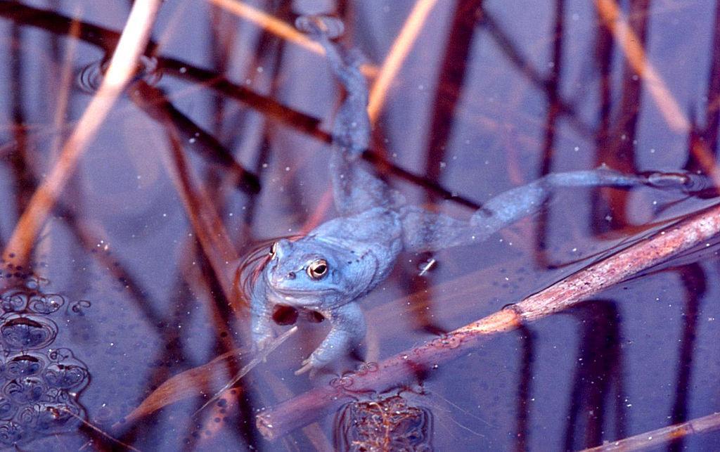 15 Animali BLU: Nomi, Caratteristiche e Foto