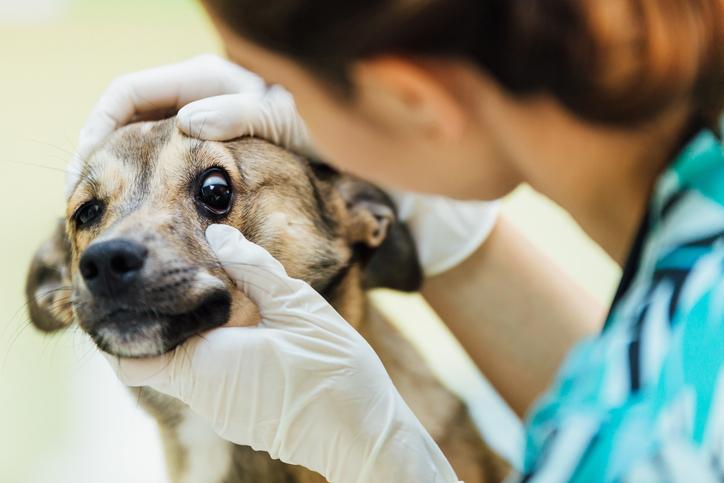 Atrofia progressiva della retina nel cane - Sintomi, diagnosi e terapia