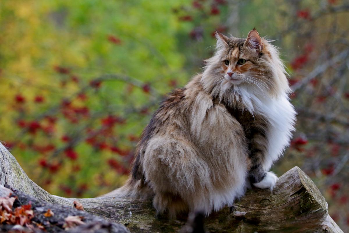 12 Razze di gatti grandi e giganti (con immagini)