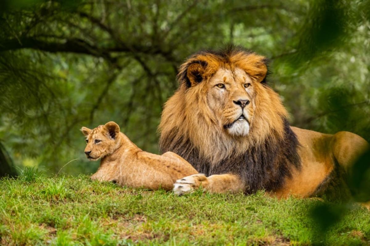 Dove vive il leone? Habitat e Stato di Conservazione