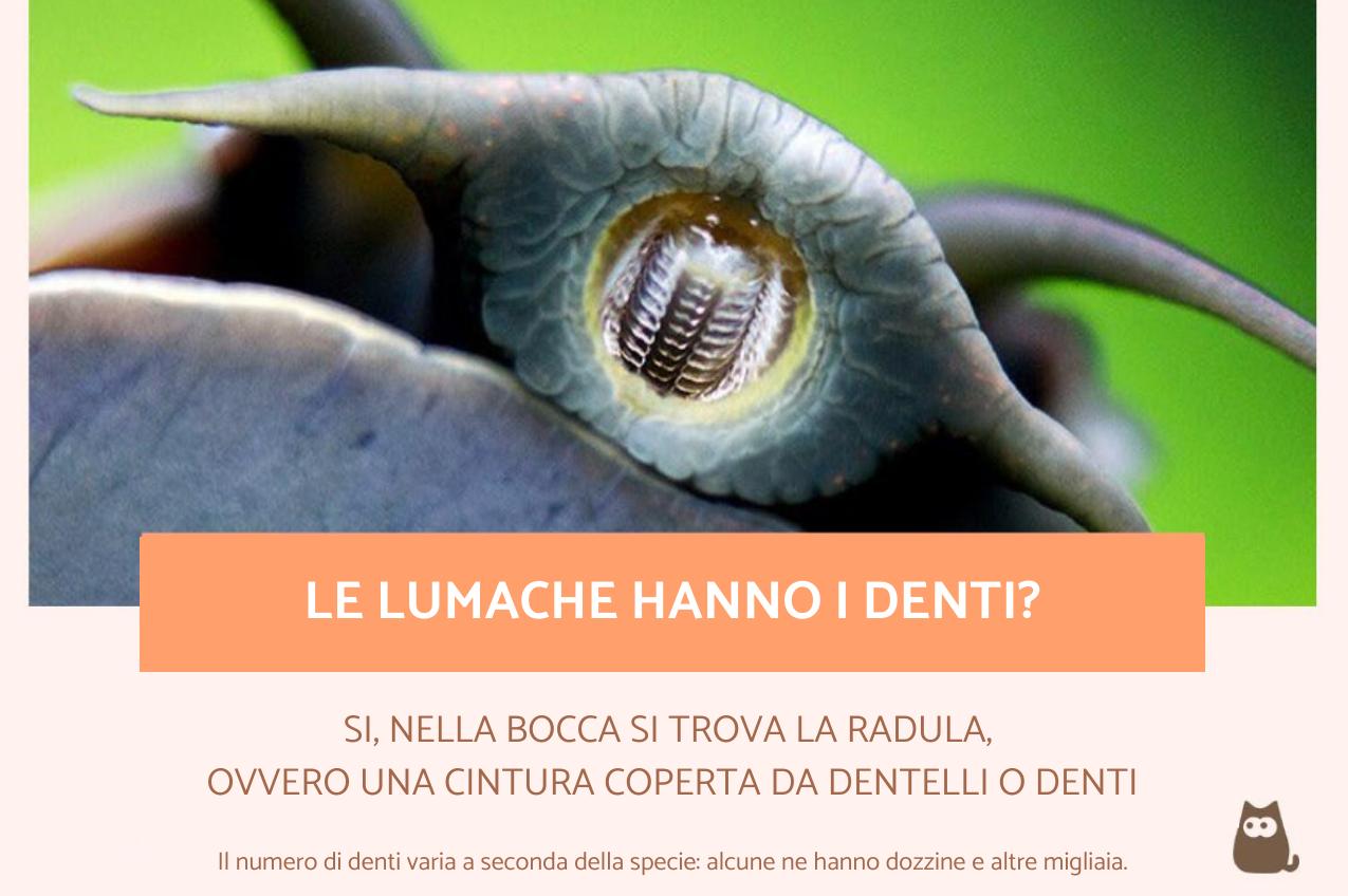 Quanti denti ha una lumaca? - Numero e anatomia