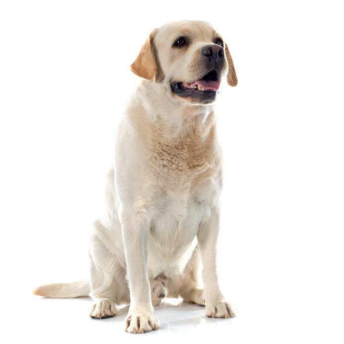 Cane Labrador Retriever: caratteristiche, foto e video