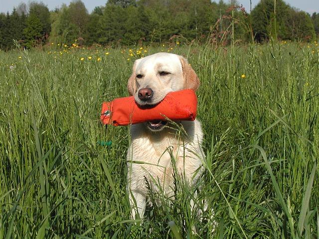 Cane Labrador Retriever: caratteristiche, foto e video