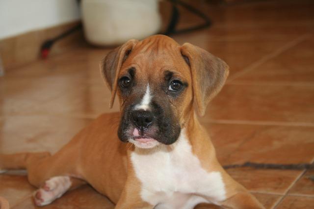 Cane Boxer: caratteristiche e foto