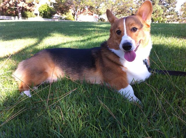 Cane Welsh Corgi Pembroke: caratteristiche, foto e video