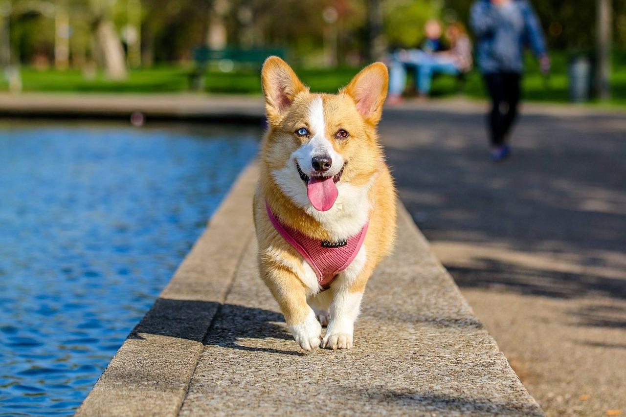 Cane Welsh Corgi Pembroke: caratteristiche, foto e video