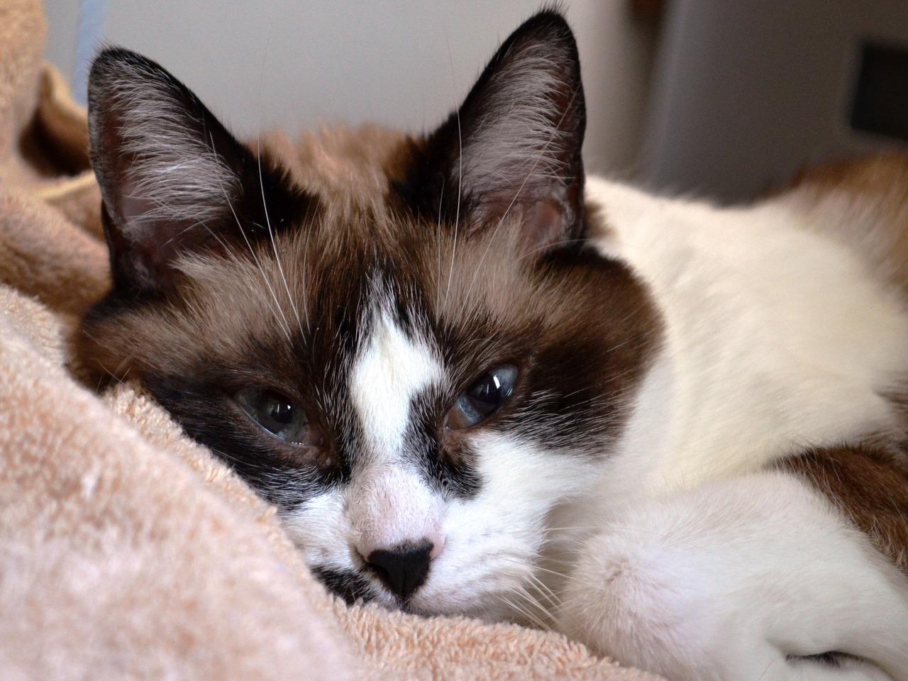 Gatto Snowshoe: Caratteristiche, Cure e Curiosità