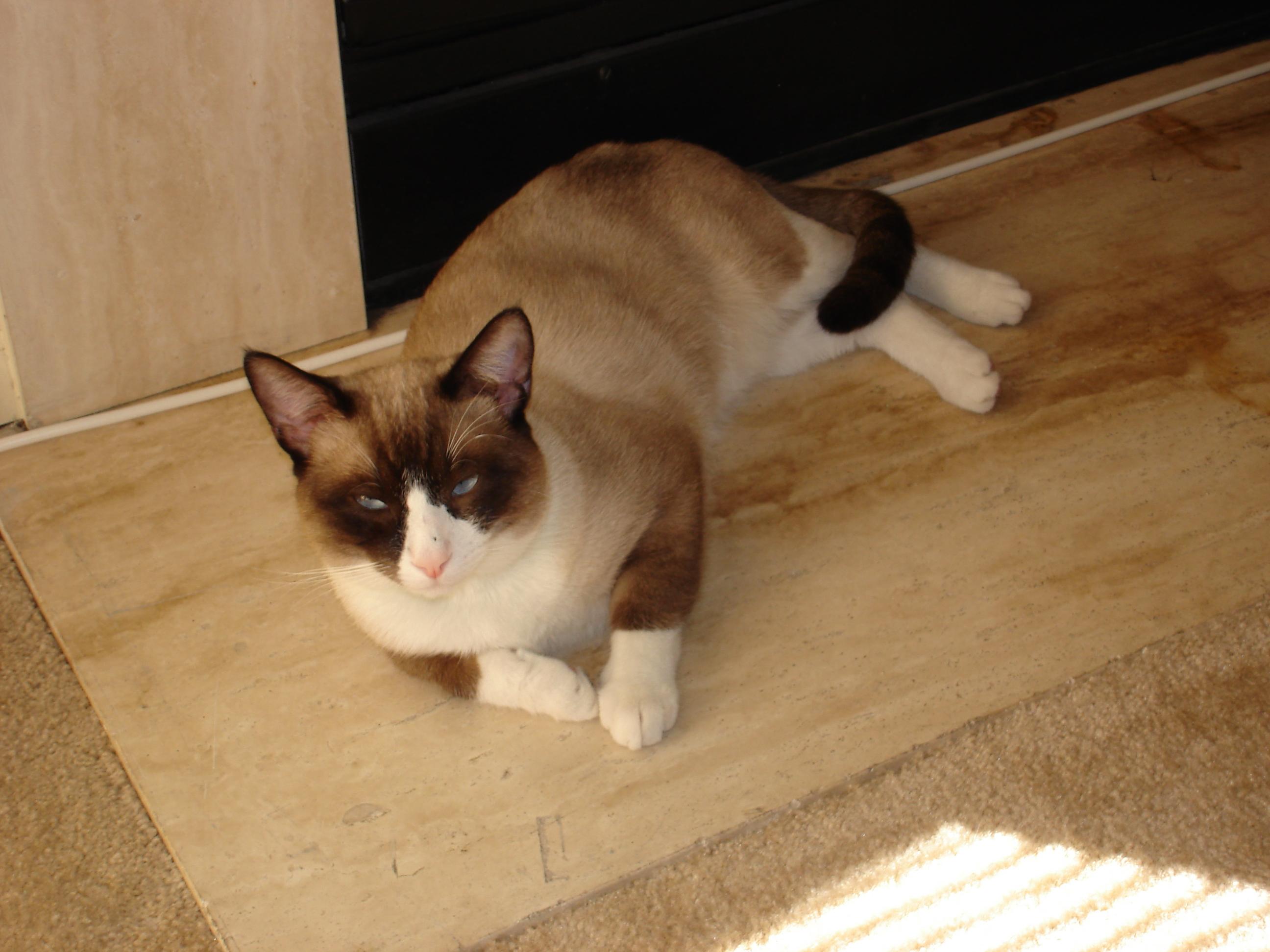 Gatto Snowshoe: Caratteristiche, Cure e Curiosità