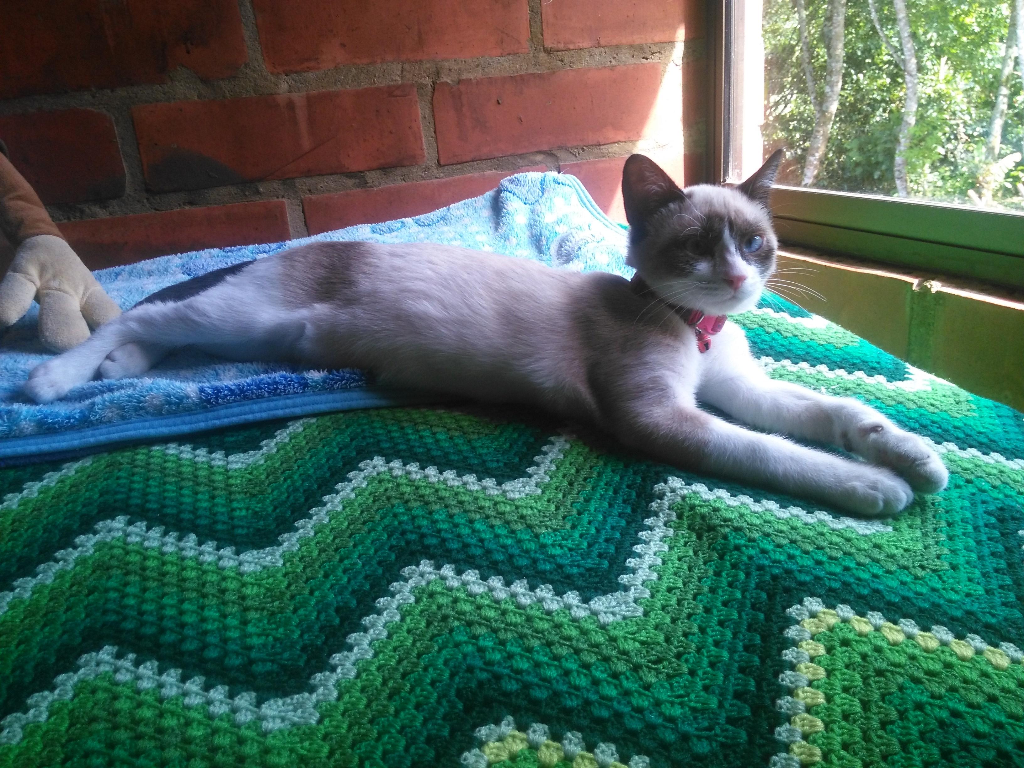 Gatto Snowshoe: Caratteristiche, Cure e Curiosità