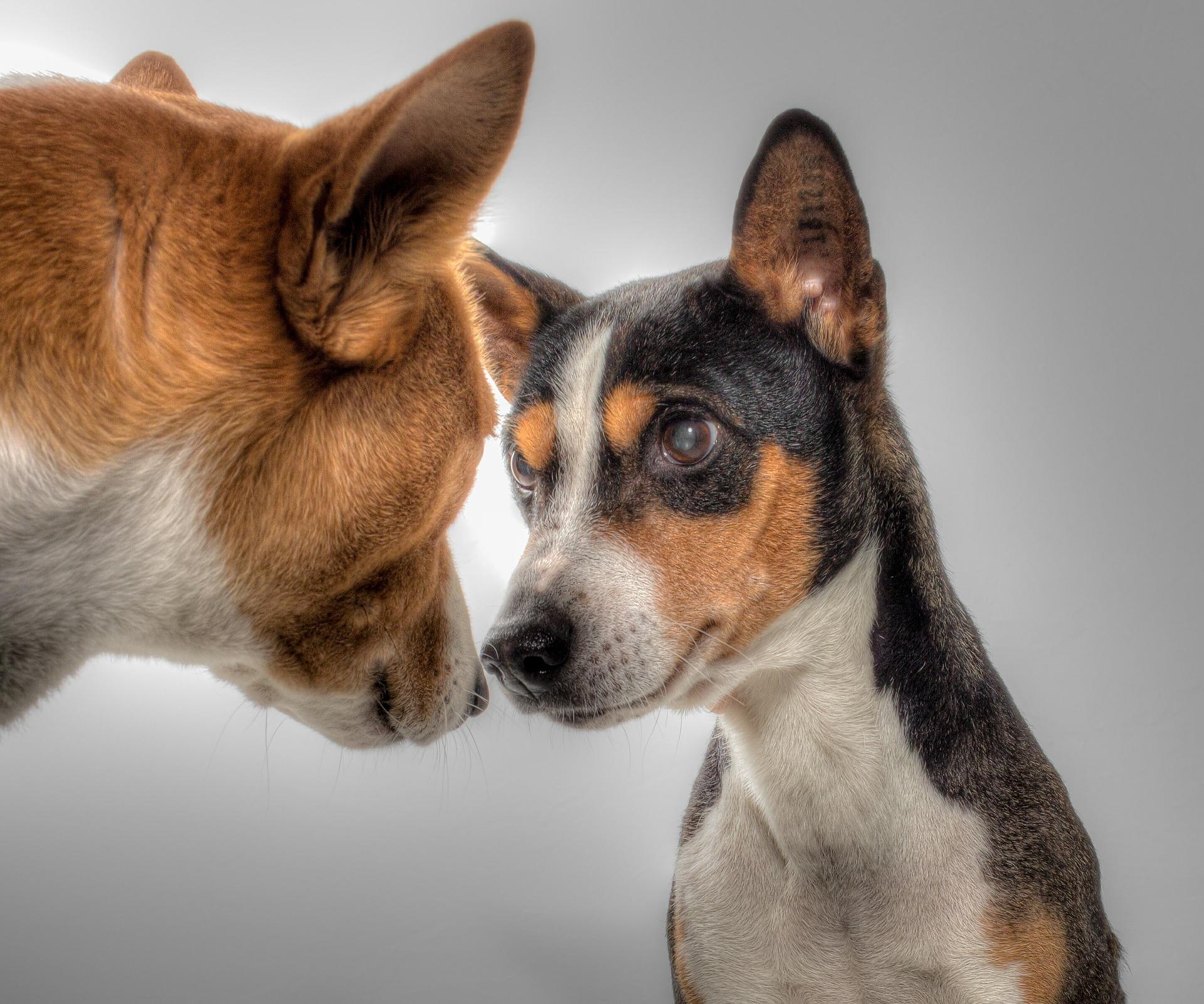 Cane Basenji: caratteristiche e foto