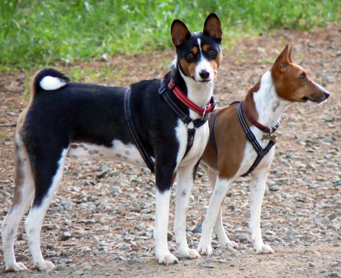 Cane Basenji: caratteristiche e foto