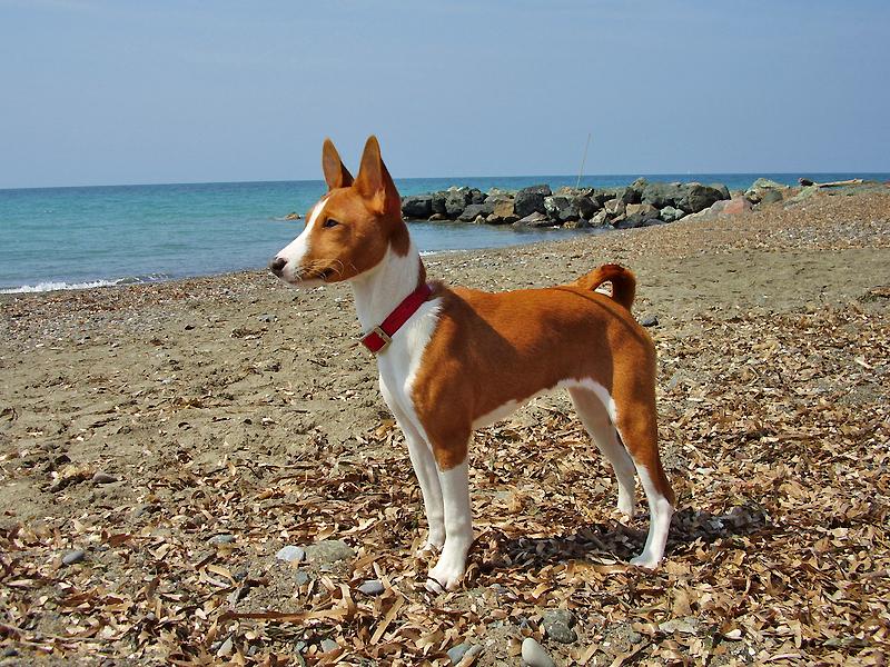 Cane Basenji: caratteristiche e foto
