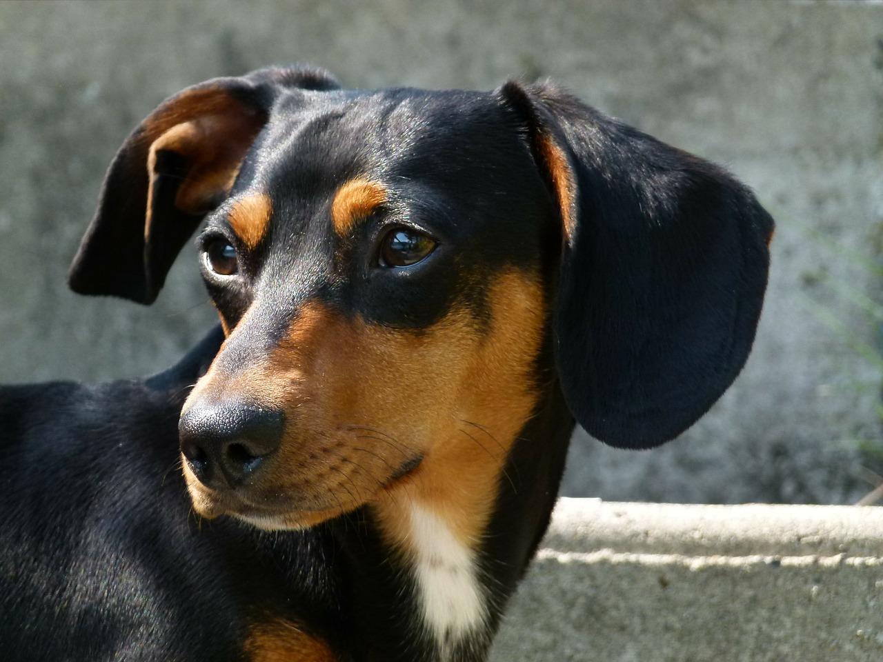 Cane Bassotto standard: caratteristiche e foto
