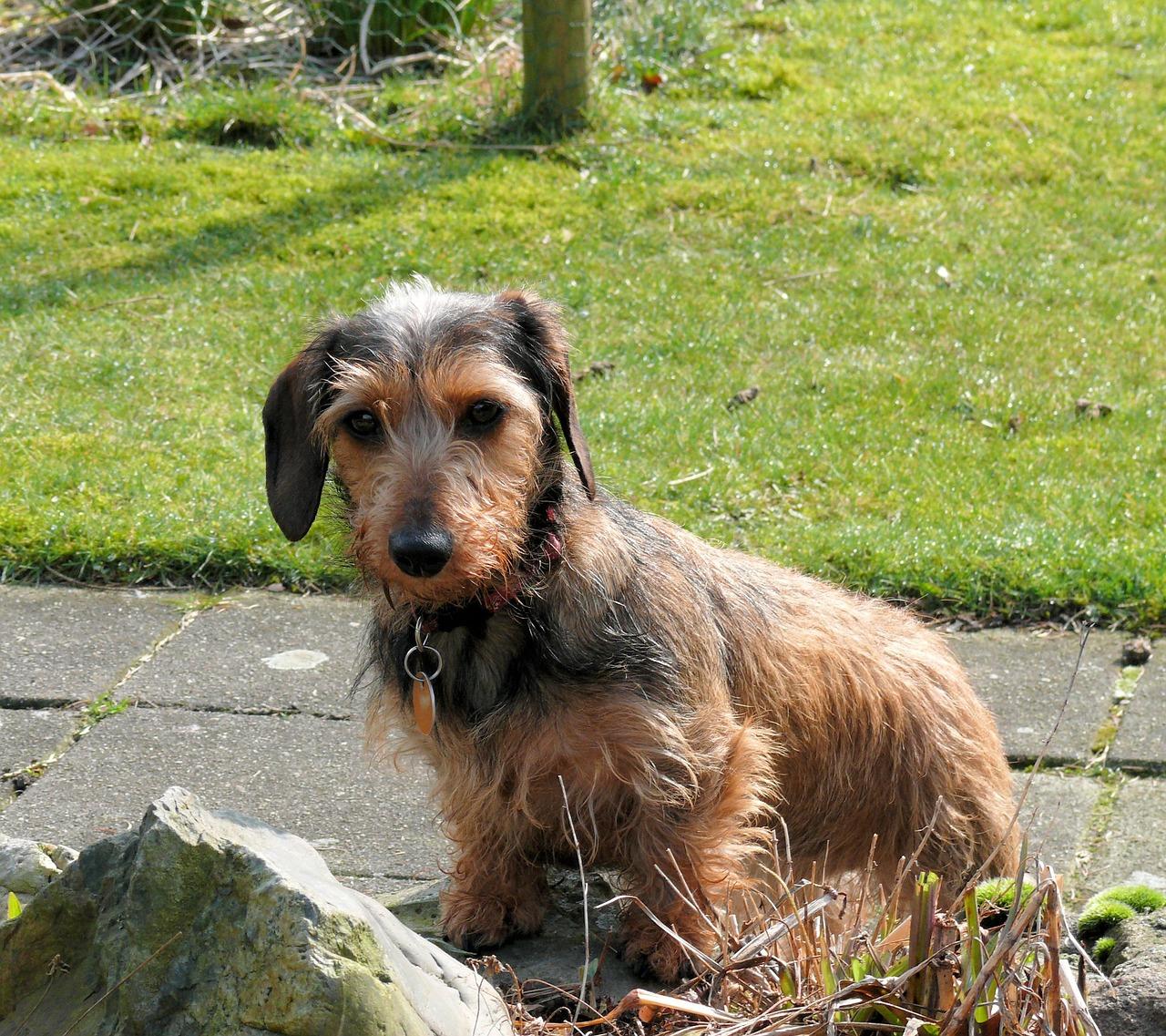 Cane Bassotto standard: caratteristiche e foto