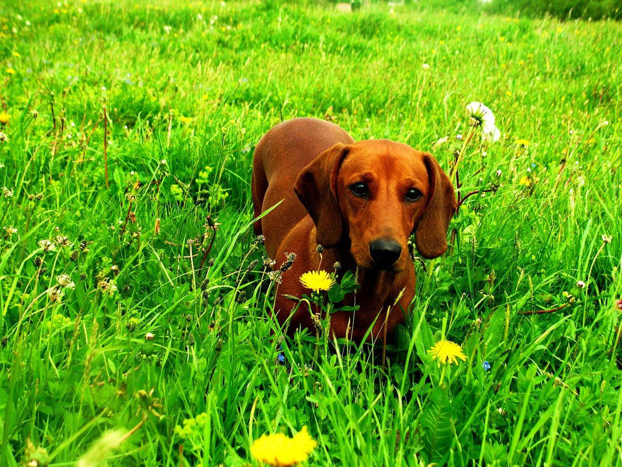 Cane Bassotto standard: caratteristiche e foto