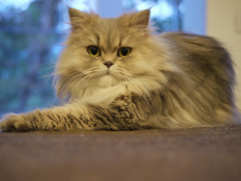 Gatto Persiano: caratteristiche e foto