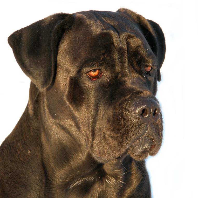 Cane Corso: caratteristiche, foto e video