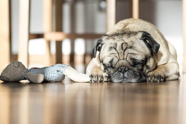 Cane Carlino: caratteristiche, foto e video
