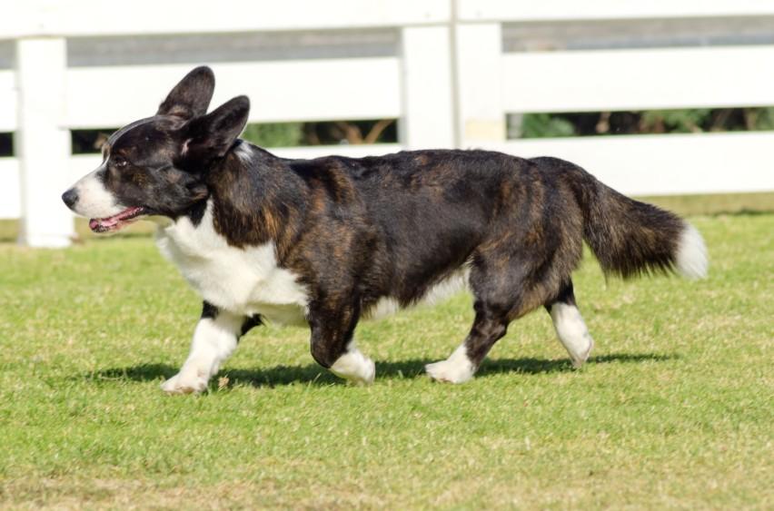 Cane Welsh Corgi Cardigan: caratteristiche, foto e video