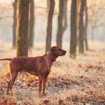 Cane Rhodesian Ridgeback: caratteristiche e foto