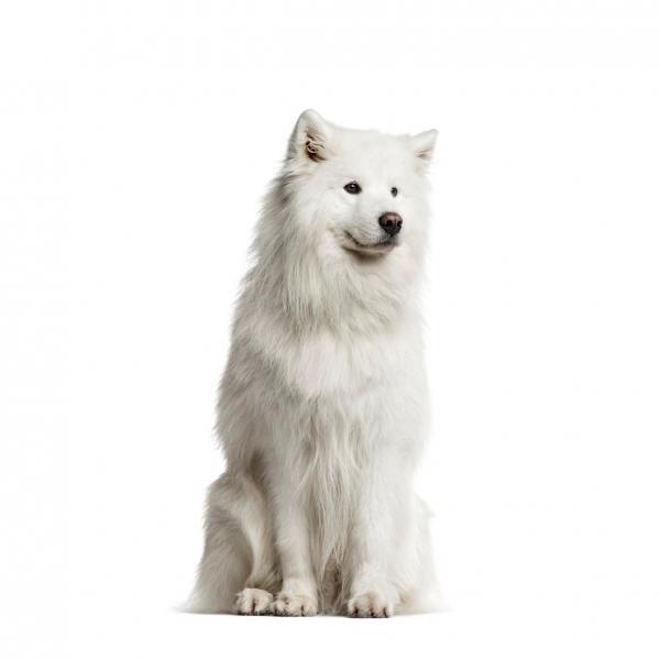 Cane Samoiedo: caratteristiche e foto
