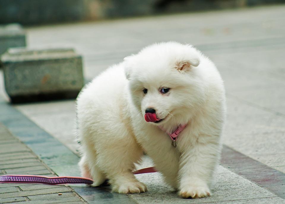Cane Samoiedo: caratteristiche e foto