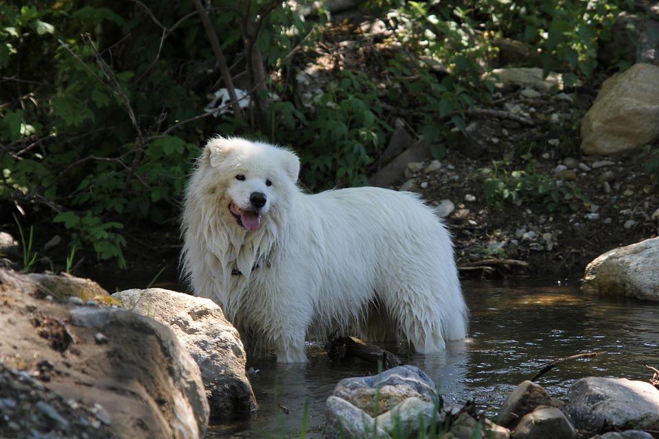 Cane Samoiedo: caratteristiche e foto