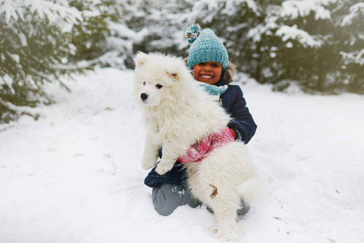 Cane Samoiedo: caratteristiche e foto