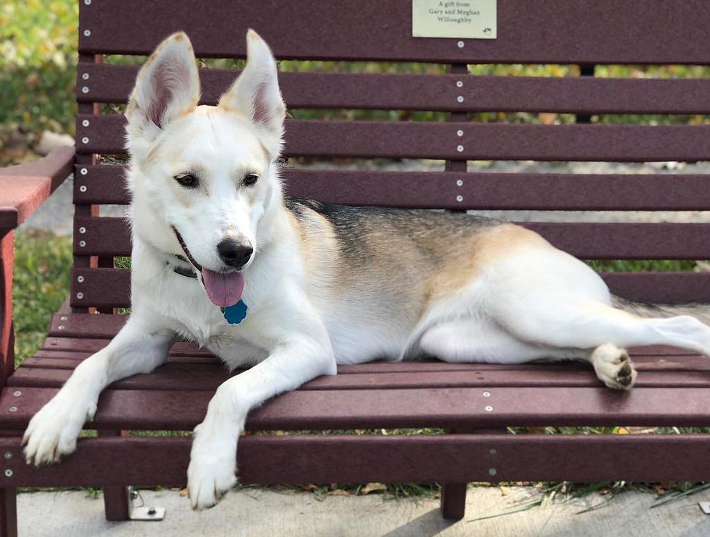 Labrador-Husky: il Labsky o Huskador