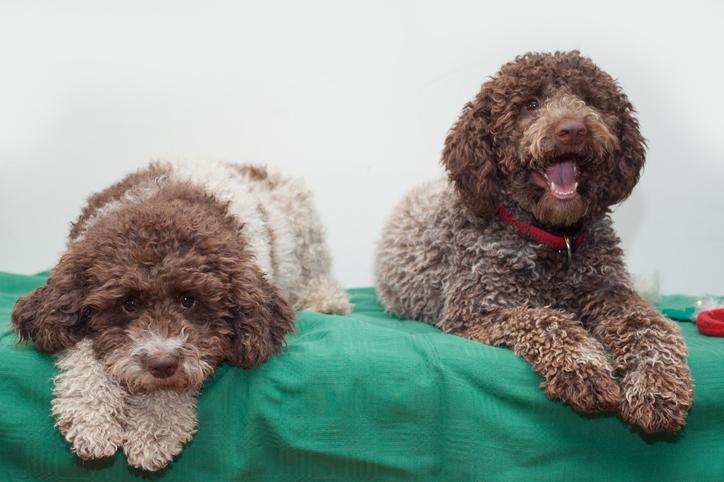 Cane Lagotto Romagnolo: caratteristiche e foto