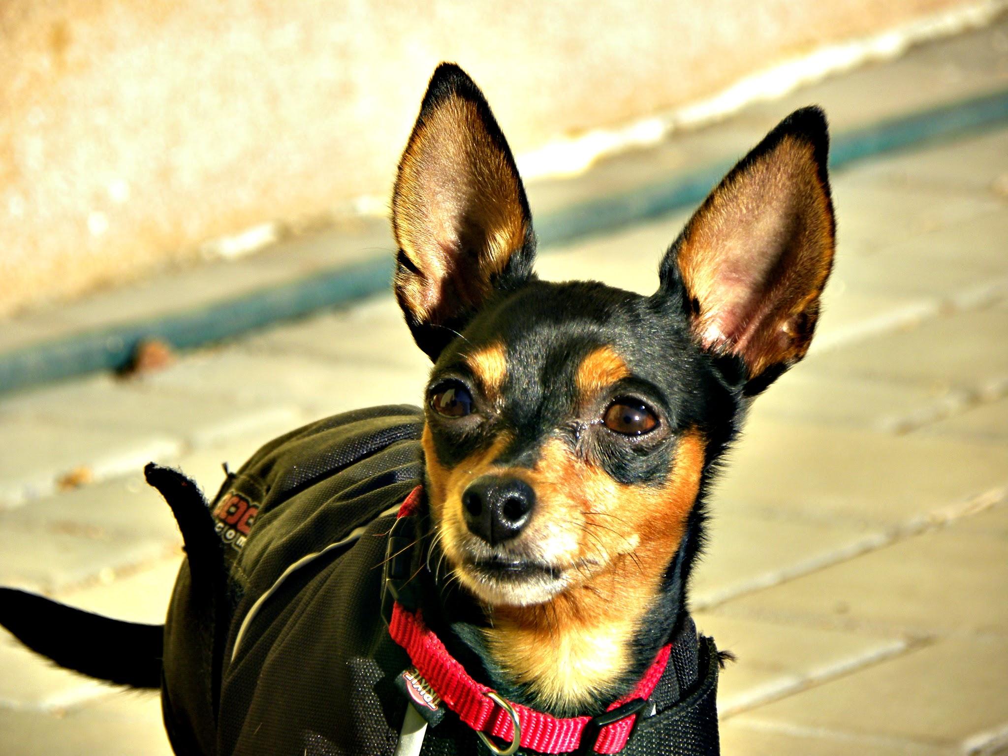 Cane Prague Ratter: caratteristiche e foto